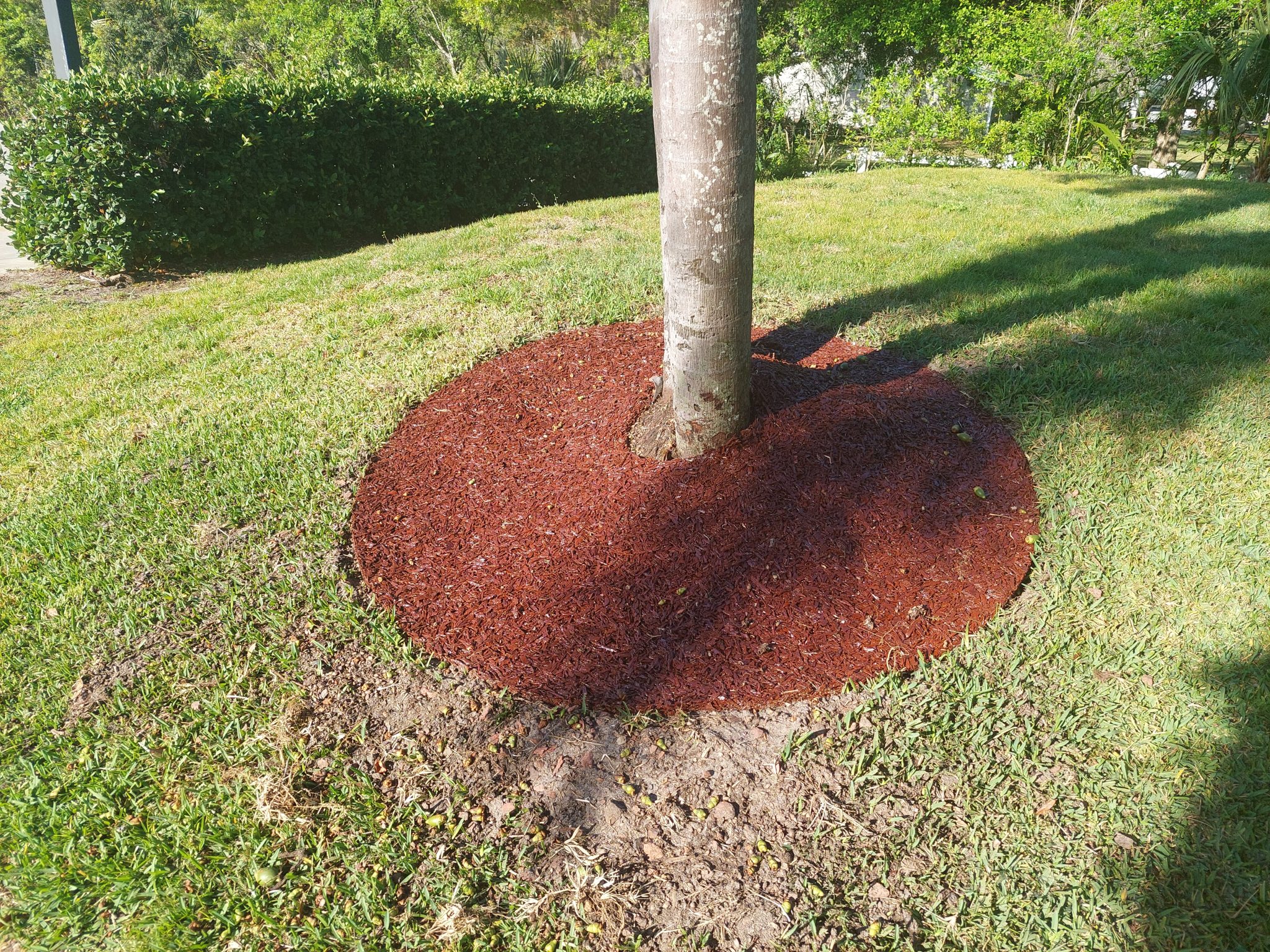 72 Recycled Rubber Tree Ring Heavy by Conservastore