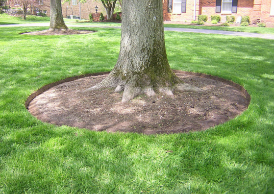 72 Recycled Rubber Tree Ring Heavy by Conservastore